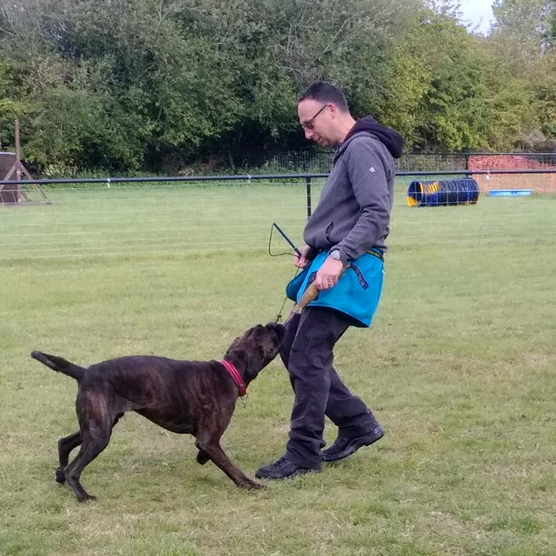 Dog training company based in Tring in Hertfordshire. - K9 Recall